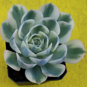 Echeveria Lenore Dean Variegated Rare Korean Succulent - Etsy