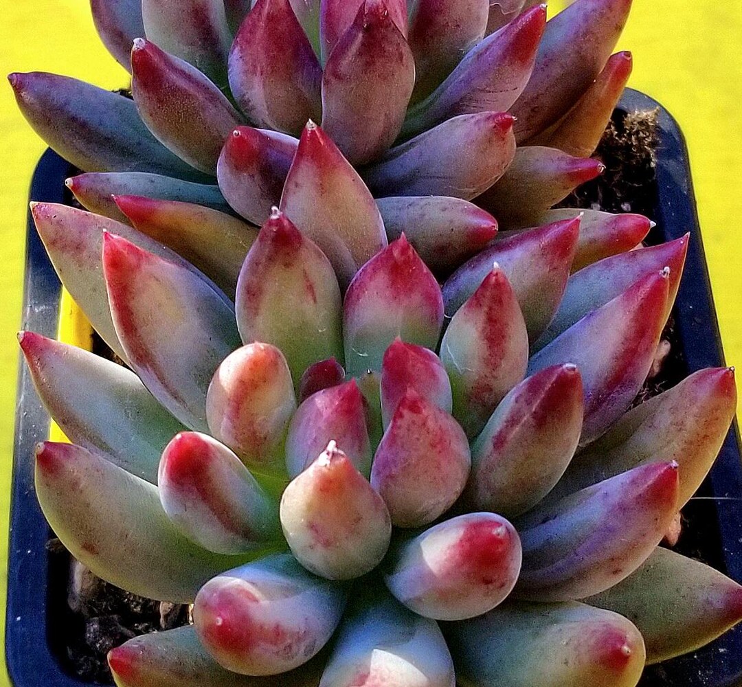 3.5"multi Heads Echeveria Yeonji Rare Korean Succulent - Etsy