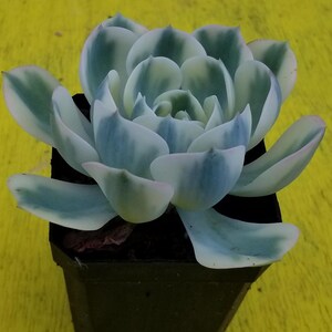 Echeveria Lenore Dean Variegated Rare Korean Succulent - Etsy