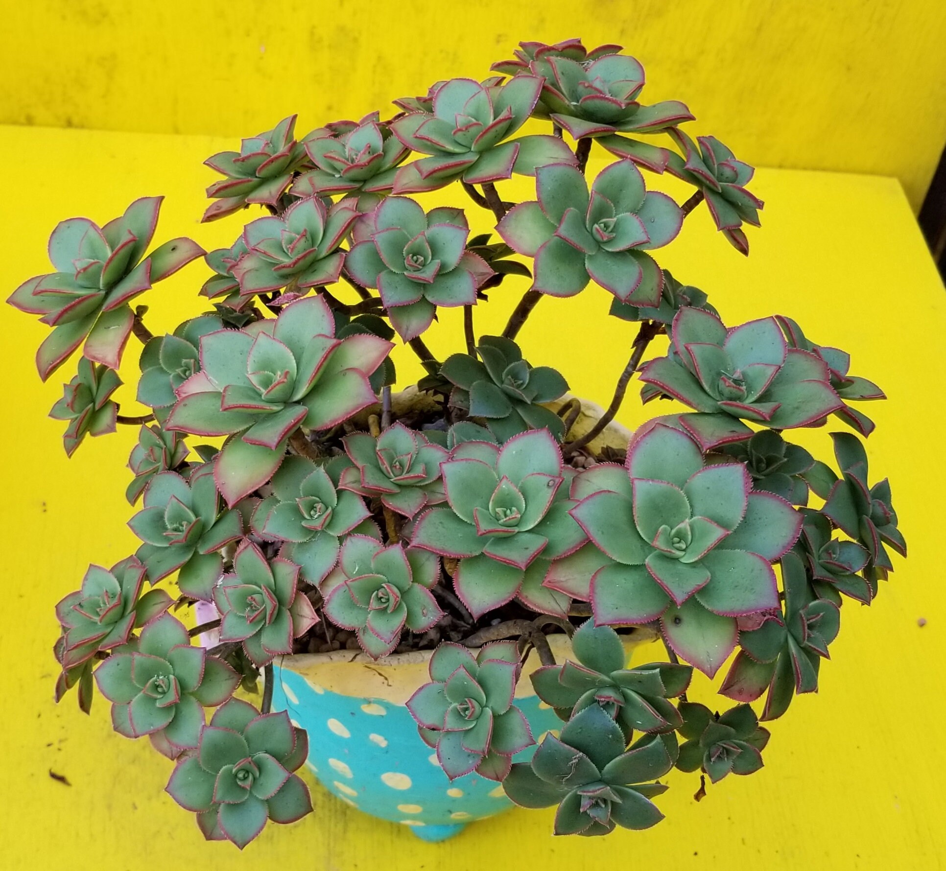 Aeonium Decorum Variegata