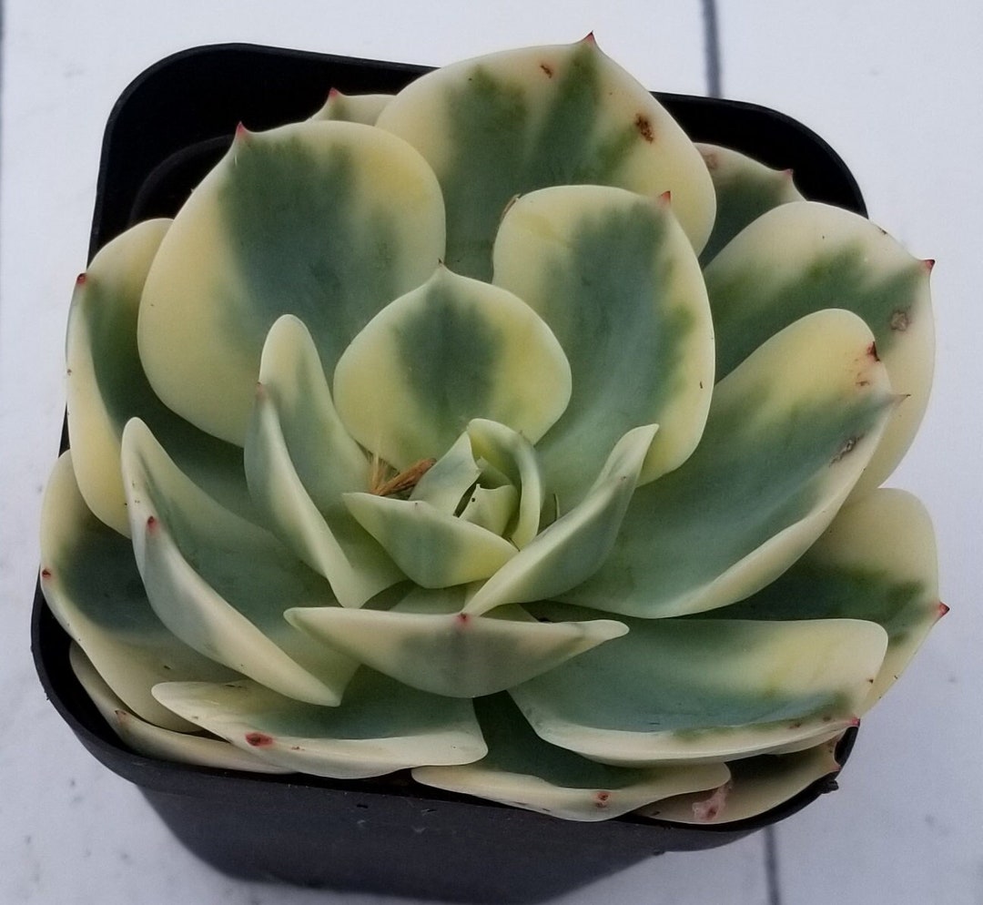 Echeveria Lenore Dean Variegated Rare Korean Succulent - Etsy