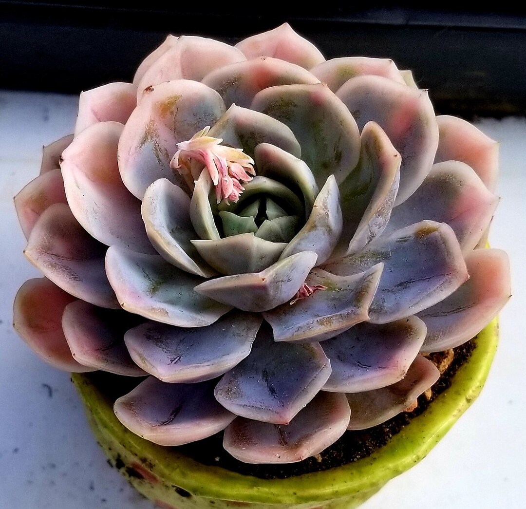 Echeveria Blue Surprise Variegated Rare Korean Succulent - Etsy