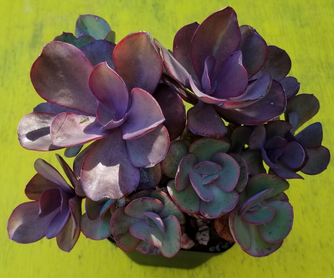 Echeveria Purple Suyon Rare Korean Succulent - Etsy