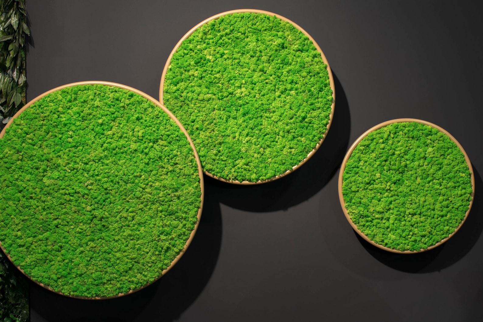 Moss Circle / Round Panel - Etsy