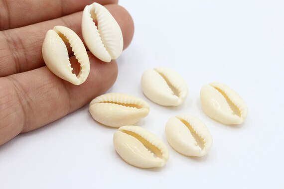 14x20mm Natural Sea Shell Small Cowrie Shell No Hole | Etsy