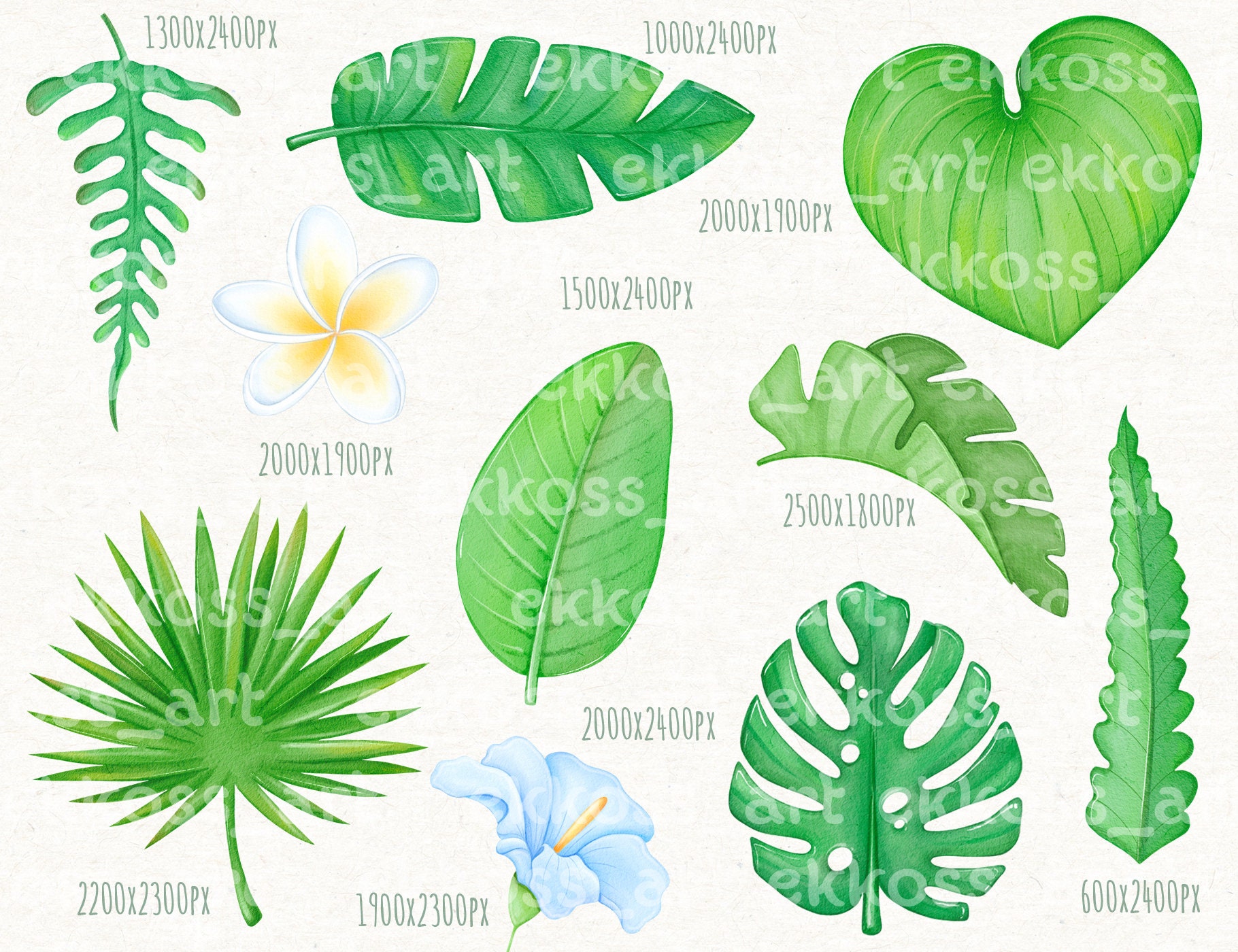 Tropical Summer Clipart, Tropical Flowers, Leaves, PNG - Etsy
