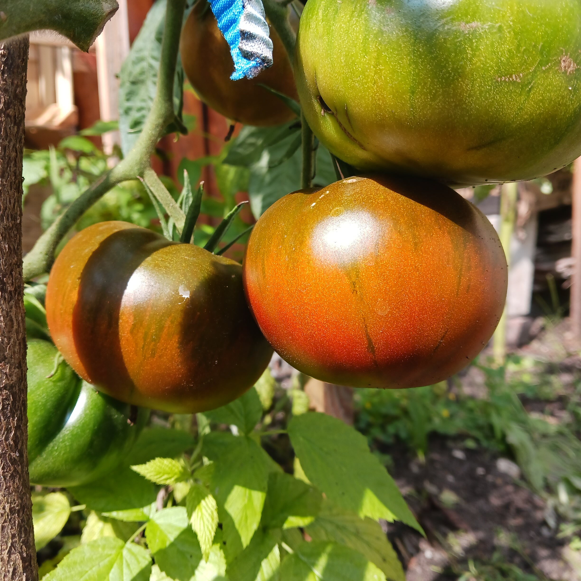 Adora Tomato Seeds: Grow the Taste of Sunshine in Your Garden - Etsy UK