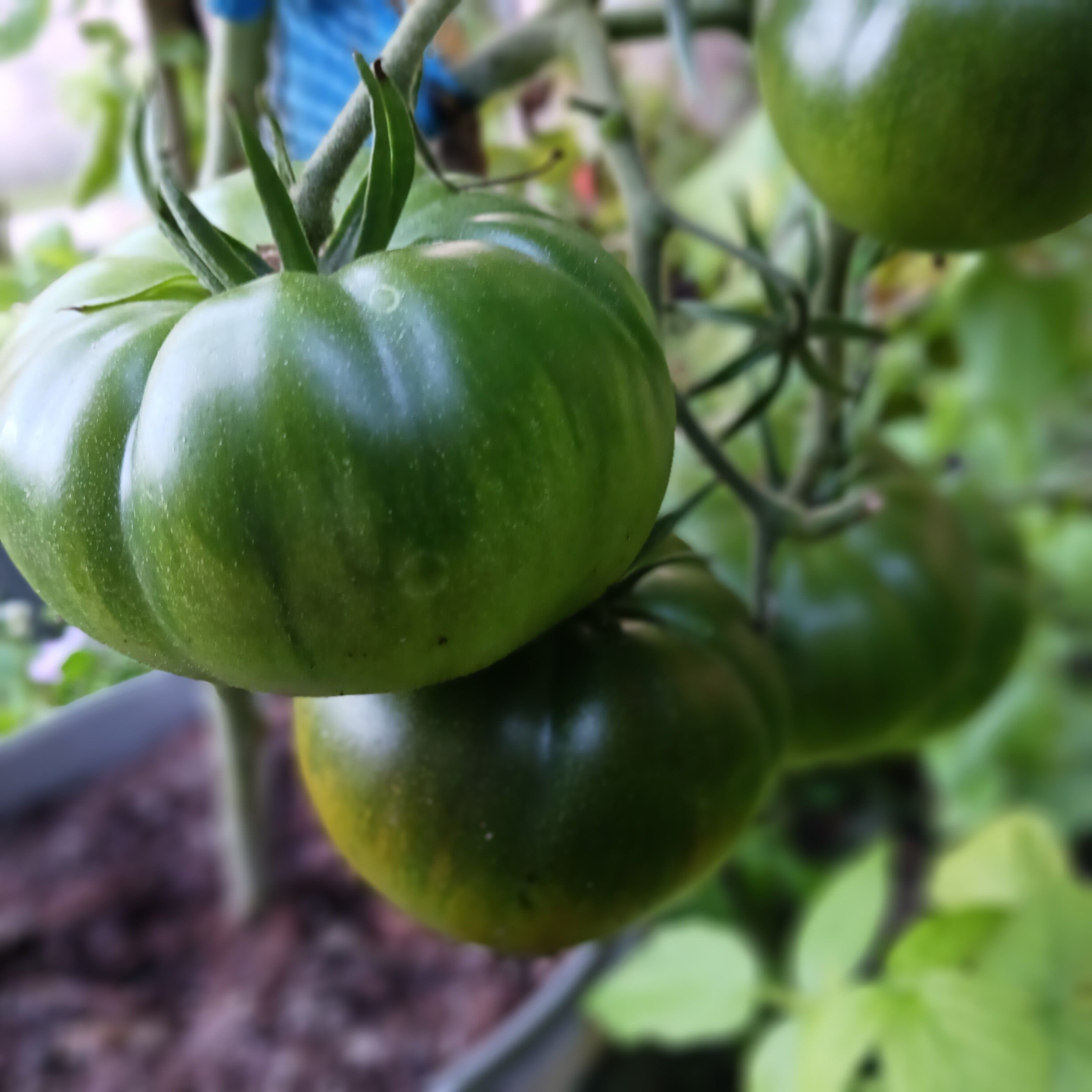 Adora Tomato Seeds: Grow the Taste of Sunshine in Your Garden - Etsy UK