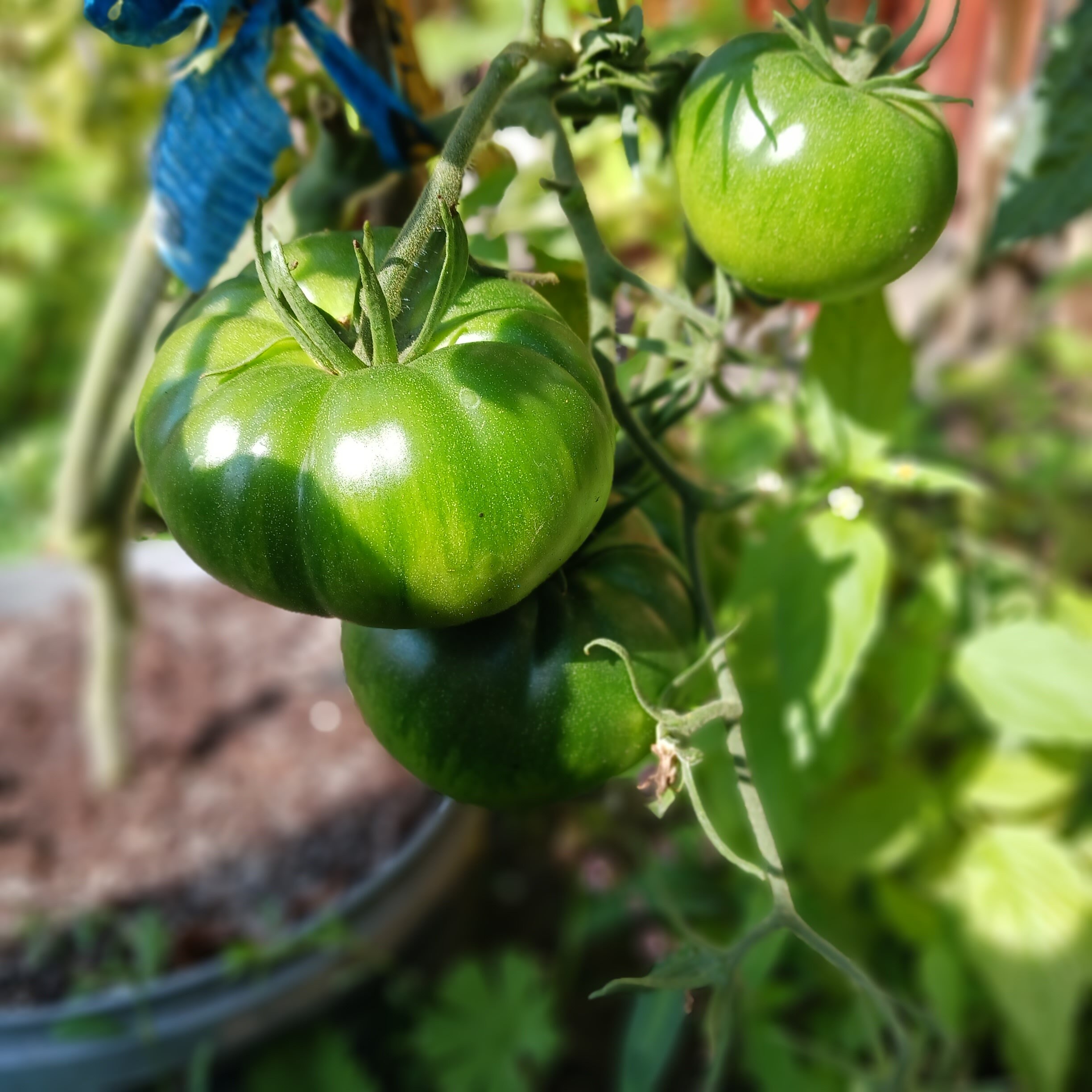 Adora Tomato Seeds: Grow the Taste of Sunshine in Your Garden - Etsy UK