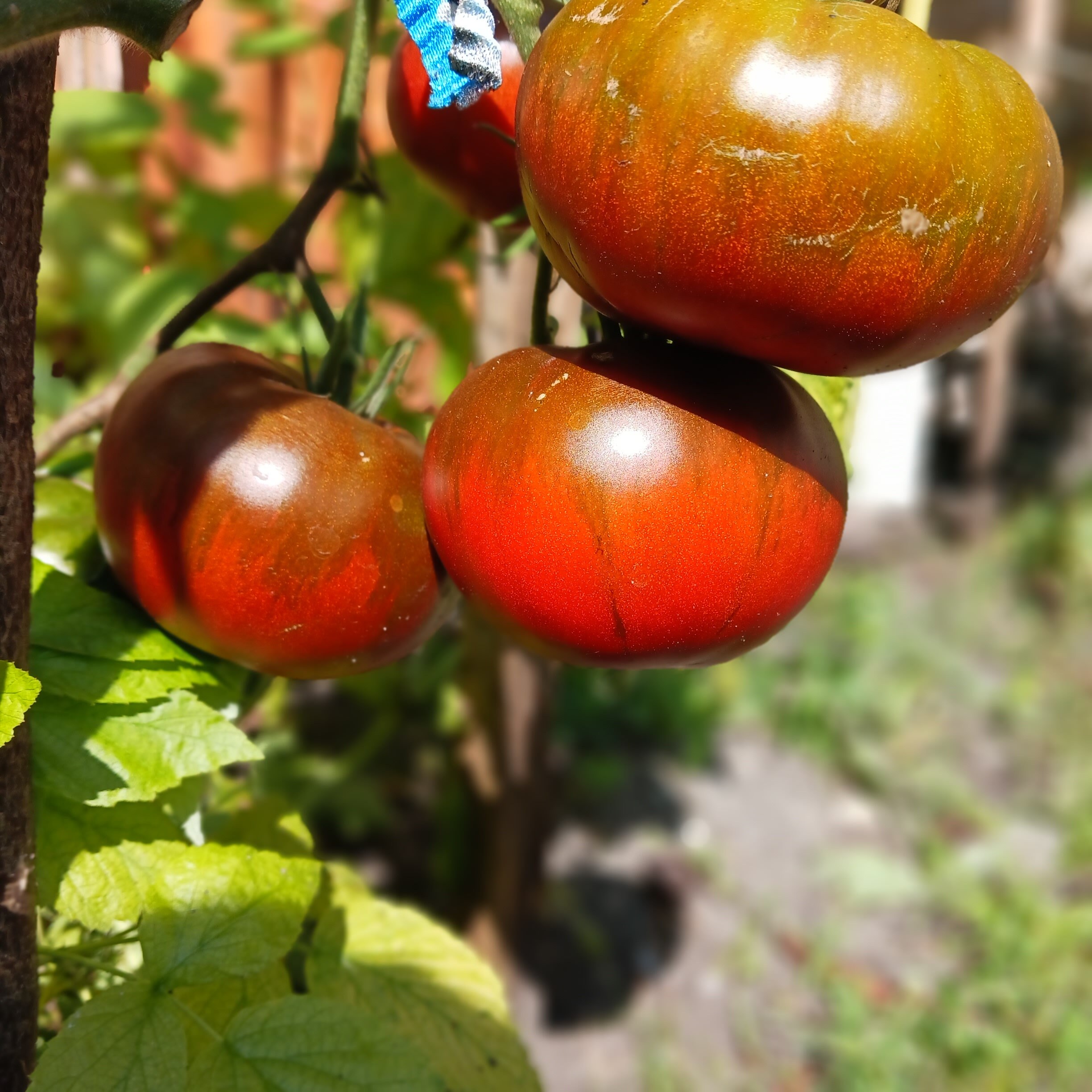 Adora Tomato Seeds: Grow the Taste of Sunshine in Your Garden - Etsy UK
