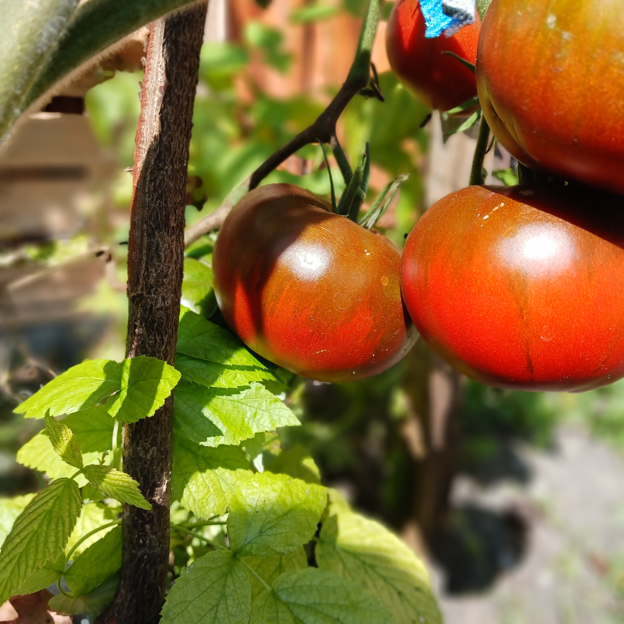 Adora Tomato Seeds: Grow the Taste of Sunshine in Your Garden - Etsy UK