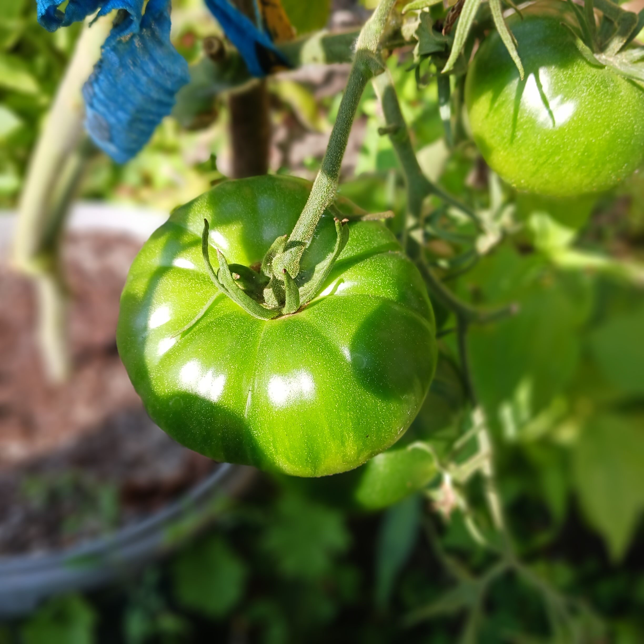 Adora Tomato Seeds: Grow the Taste of Sunshine in Your Garden - Etsy UK
