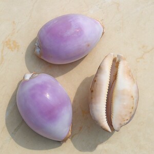 Natural Purple Conch Shell: Beach Home Decor (6-7cm) - Etsy