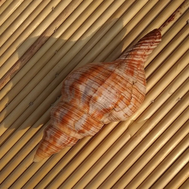 Rare Natural Conch Shell Snail 11cm Natural Conch Shell Red - Etsy