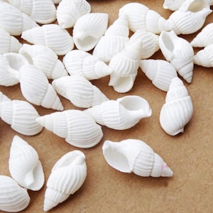 100PCS Natural Conch Shell Aquarium Decoration Mini Sea Beach Shell ...