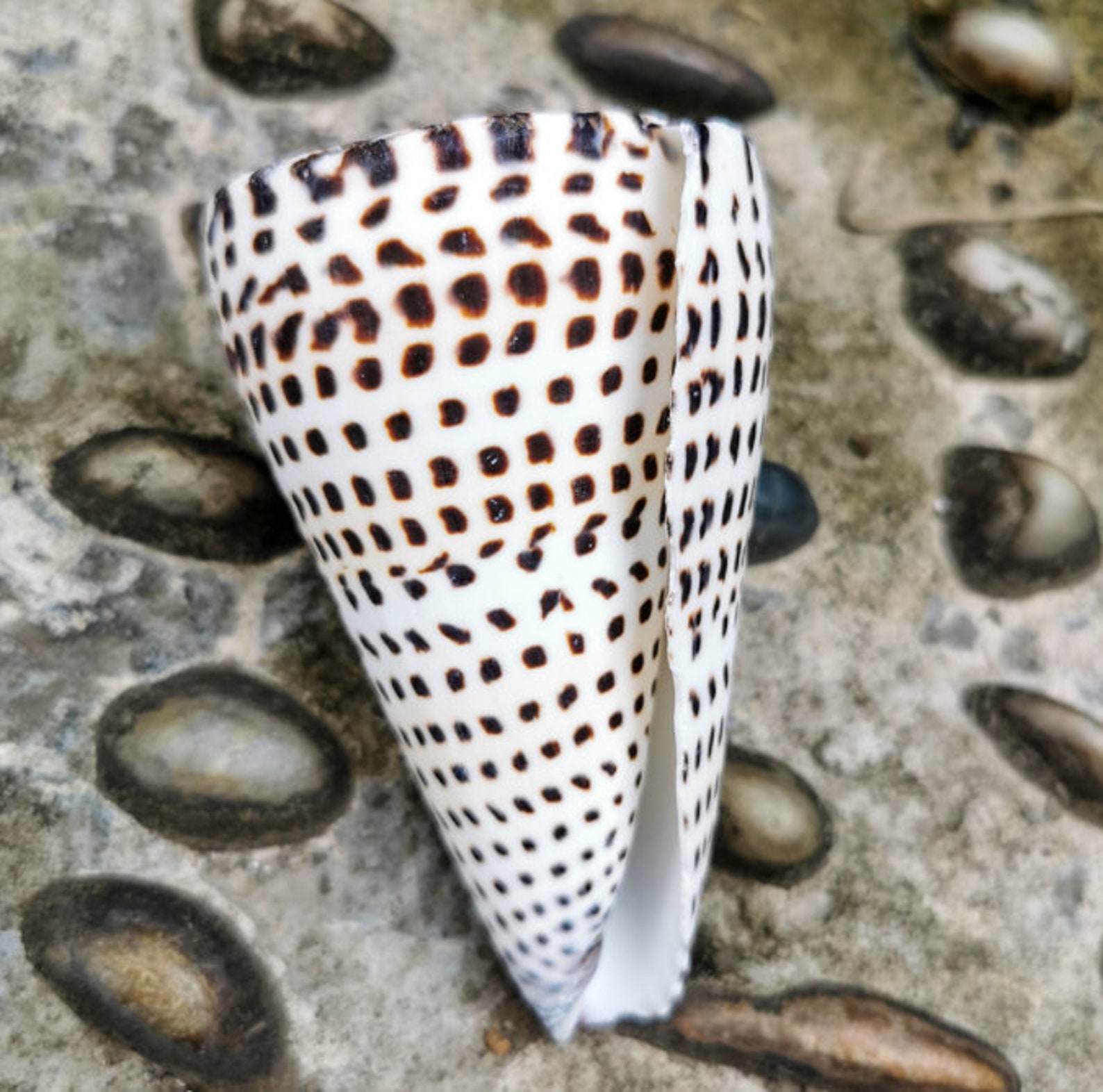 RARE LARGE 10-12cm Natural Craft Conch Shell Corn Conch Sea - Etsy