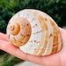 8-10cm LARGE Turban Natural Shell Shell & Conch Fish Tank Aquarium ...