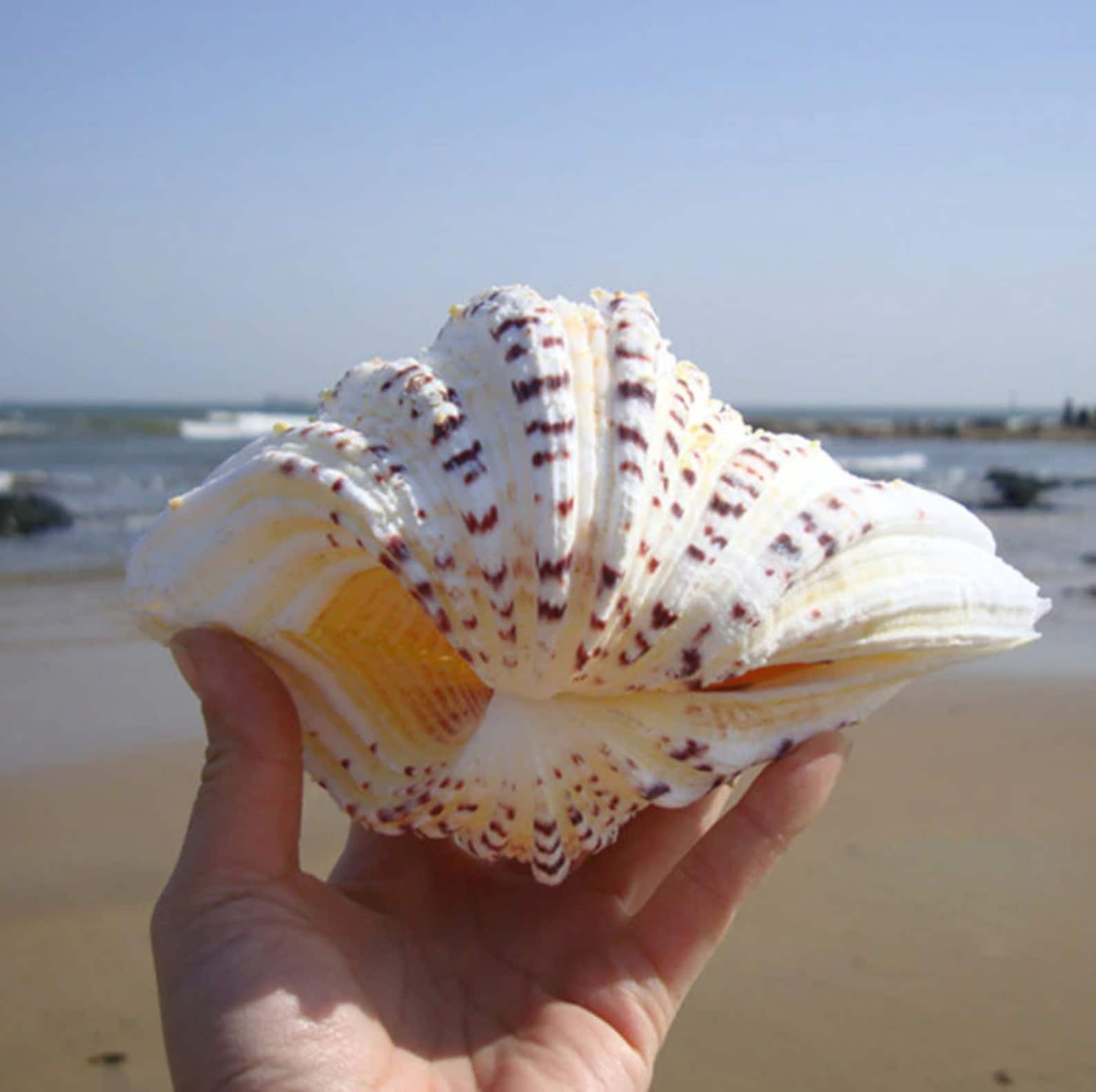 Marine Sea Decor 8-21cm Giant Clam Tridacna Big Conch Natural - Etsy