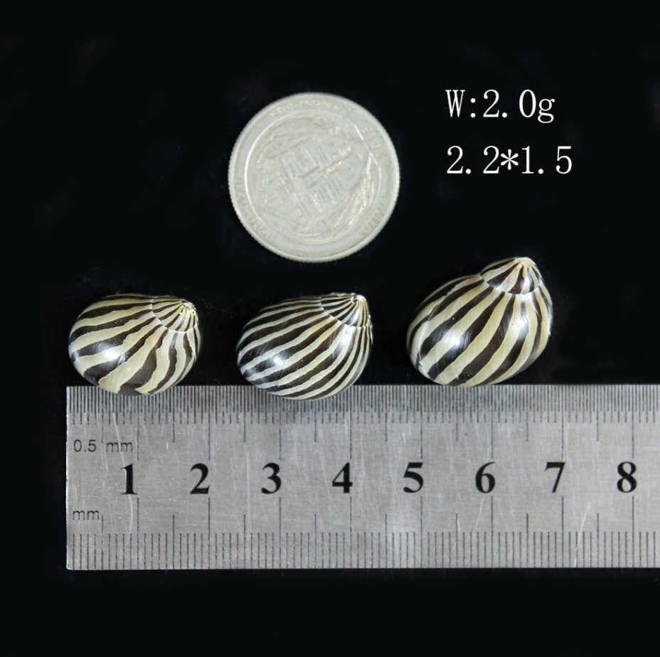 5 Zebra Conch Seashells: Natural Fossil Collectibles, Fish Tank Decor ...