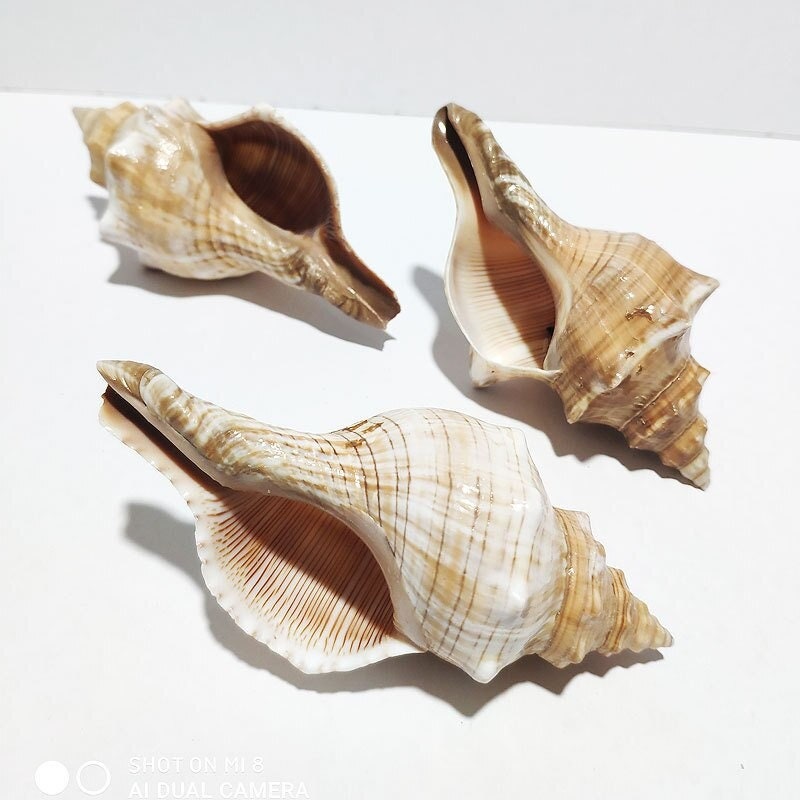 Rare Large Natural Conch Shofar Snail Seashell Conch Natural | Etsy
