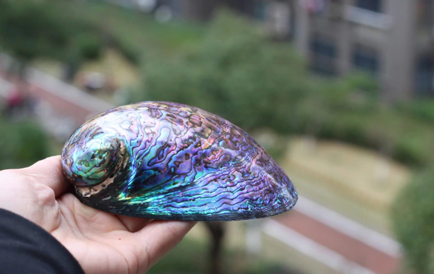 Rare LARGE Abalone Shell 12-13CM Shell Natural Shell Craft - Etsy