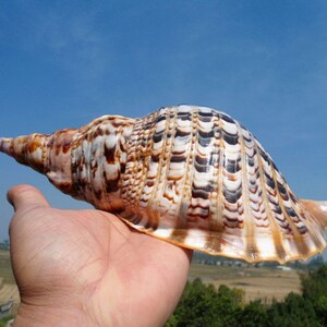 Extremely Rare Large Natural Conch Triton Seashell Rare Real Aquarium ...