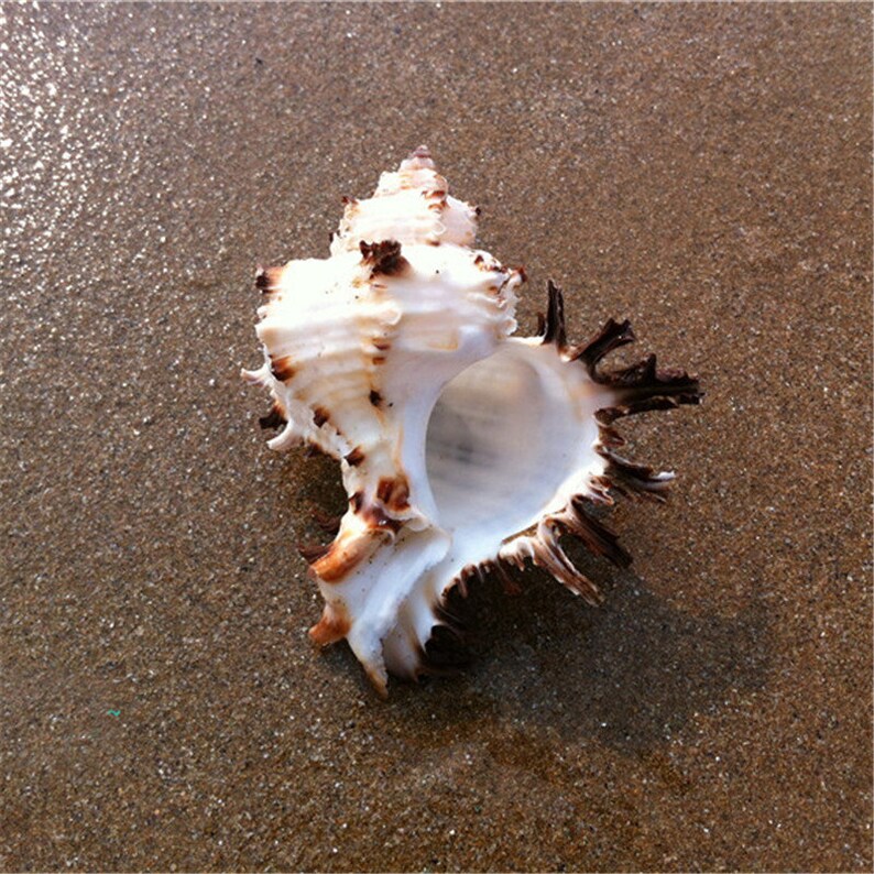 Natural Conch Shells 8-10cm Snails Senju Daisy Lo Small Senju - Etsy