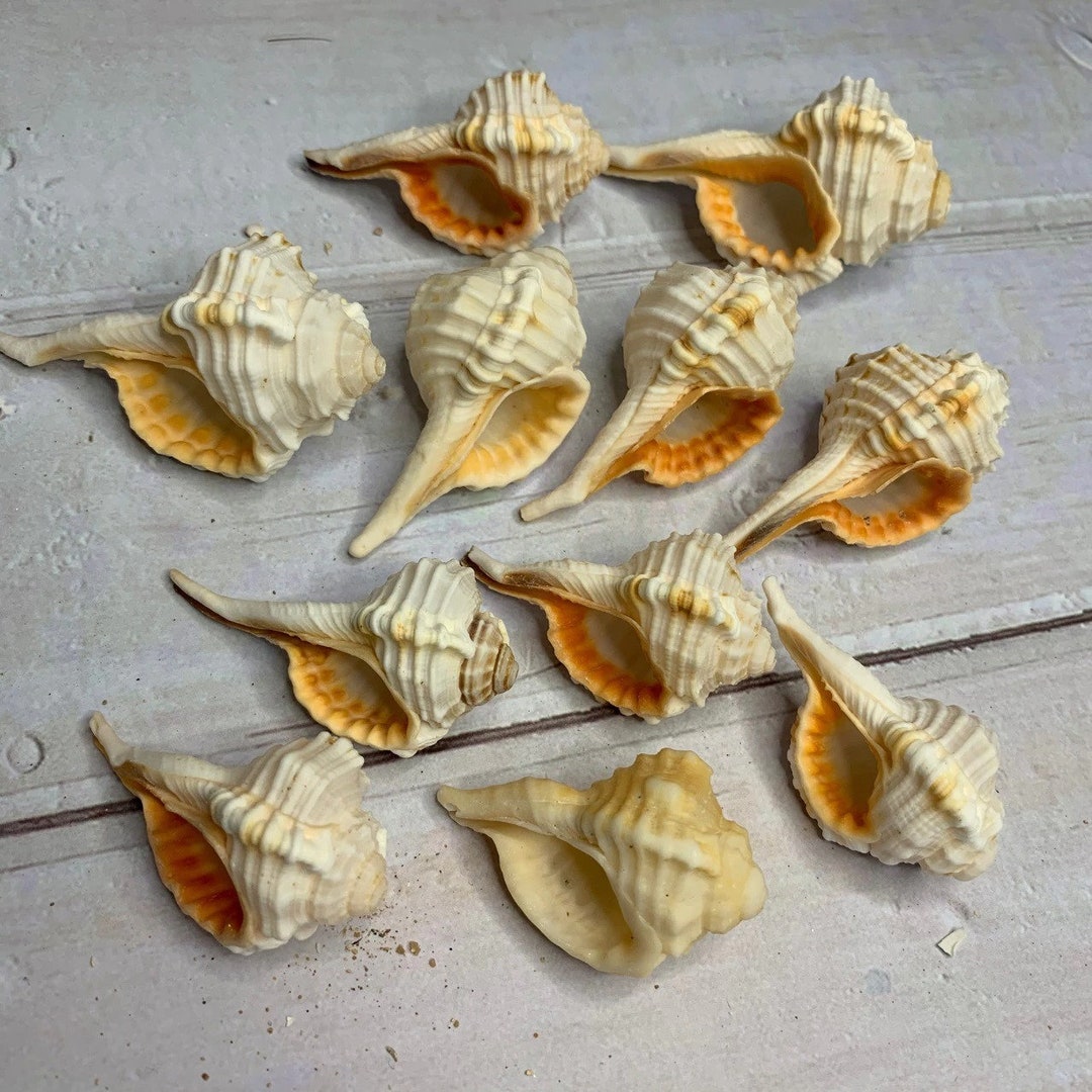 Hermit Crab Sea Decor 5-7cm Natural Conch Shell Snail | Natural Conch ...