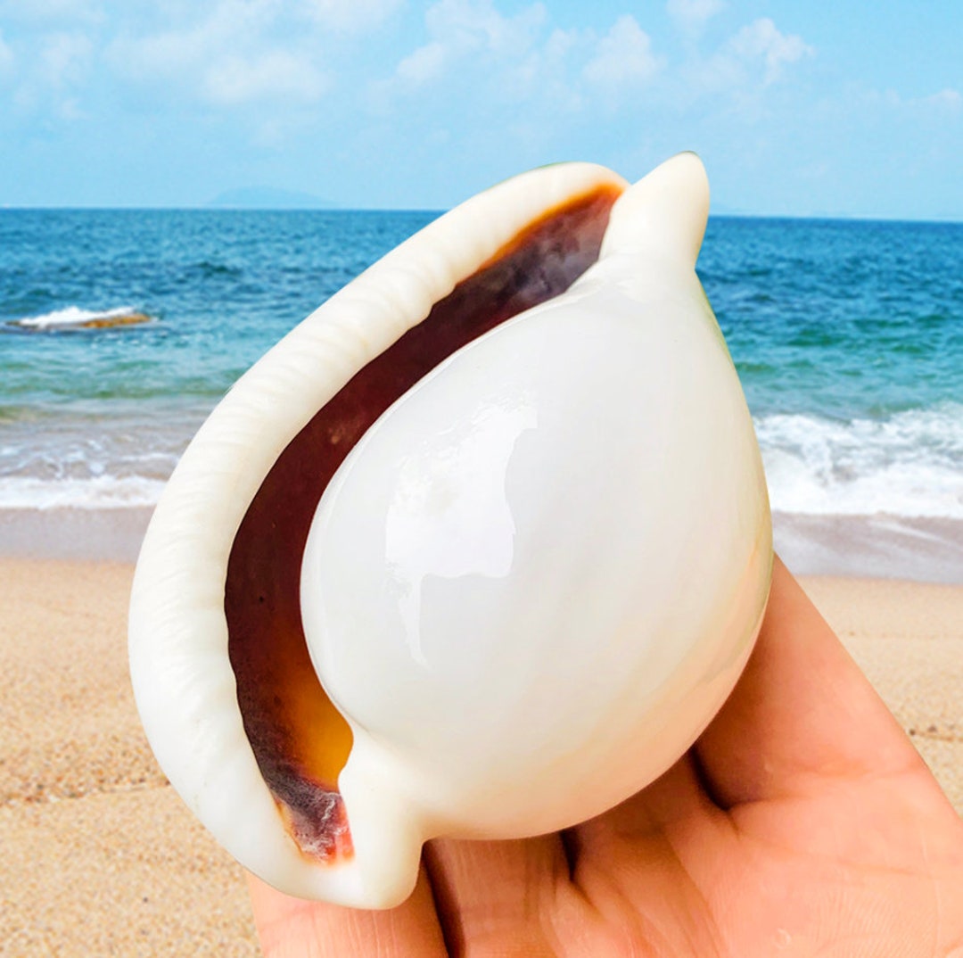 6-8cm Large Natural Conch White Conch Seashell Shell Starfish Craft ...