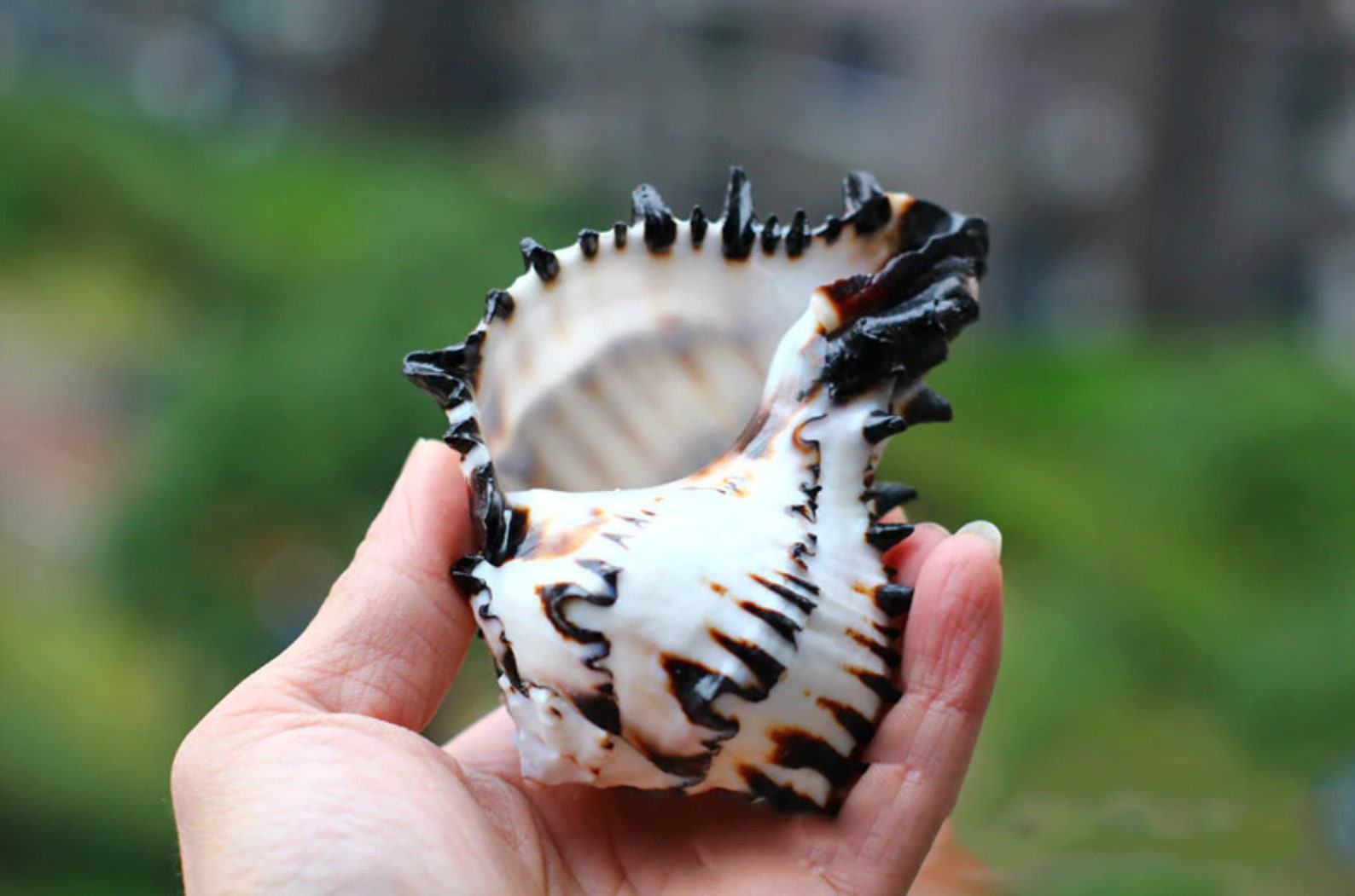 11-13cm LARGE Natural Black Conch Shells Aquarium Landscaping - Etsy