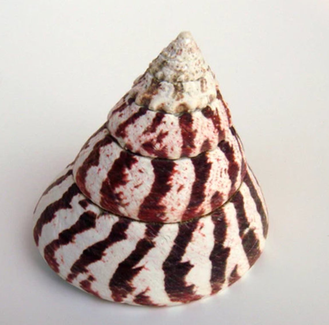 12-14cm LARGE Natural Red Tower Snail Coral Sea Coral Tree - Etsy