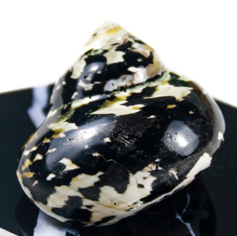 5x6cm Nautical African Black Gold Shell Conch Fossil Specimen - Etsy