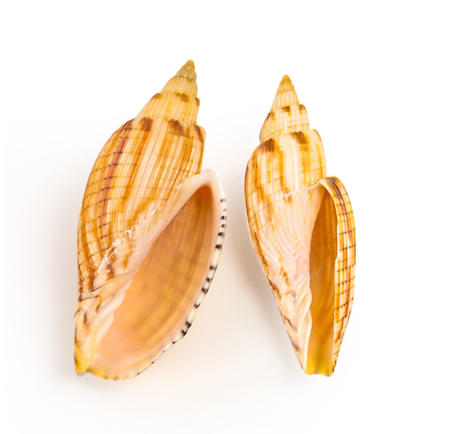 9-10cm LARGE Natural Sea Coral Snails Seashell Corn Conch - Etsy España