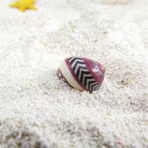 8pcs/lot Natural Small Conch Shells Colorful Shell Water Clusters Box ...