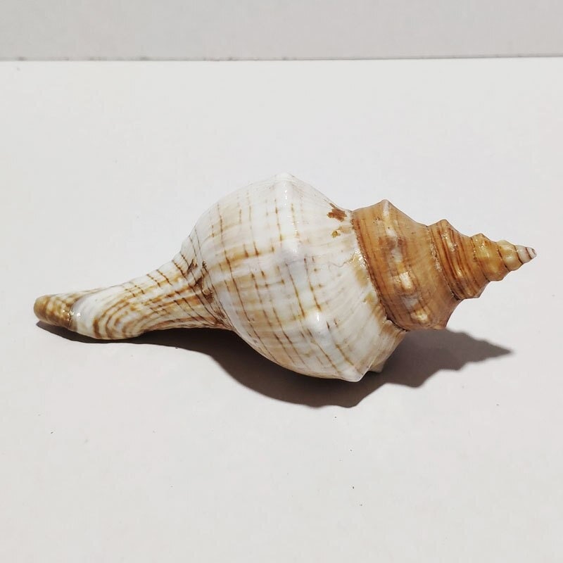 Rare Large Natural Conch Shofar Snail Seashell Conch Natural | Etsy