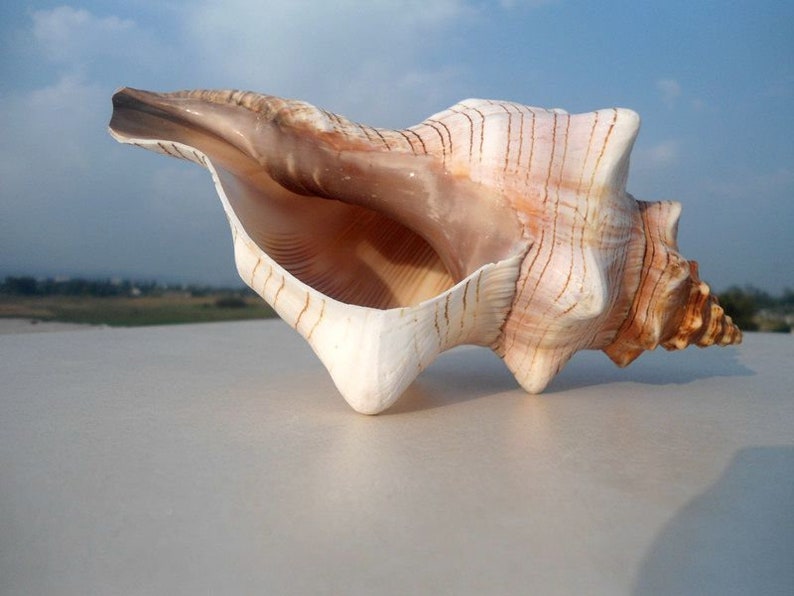 AAA LARGE Natural Winding Conch Shells Decorate Shooting Props - Etsy