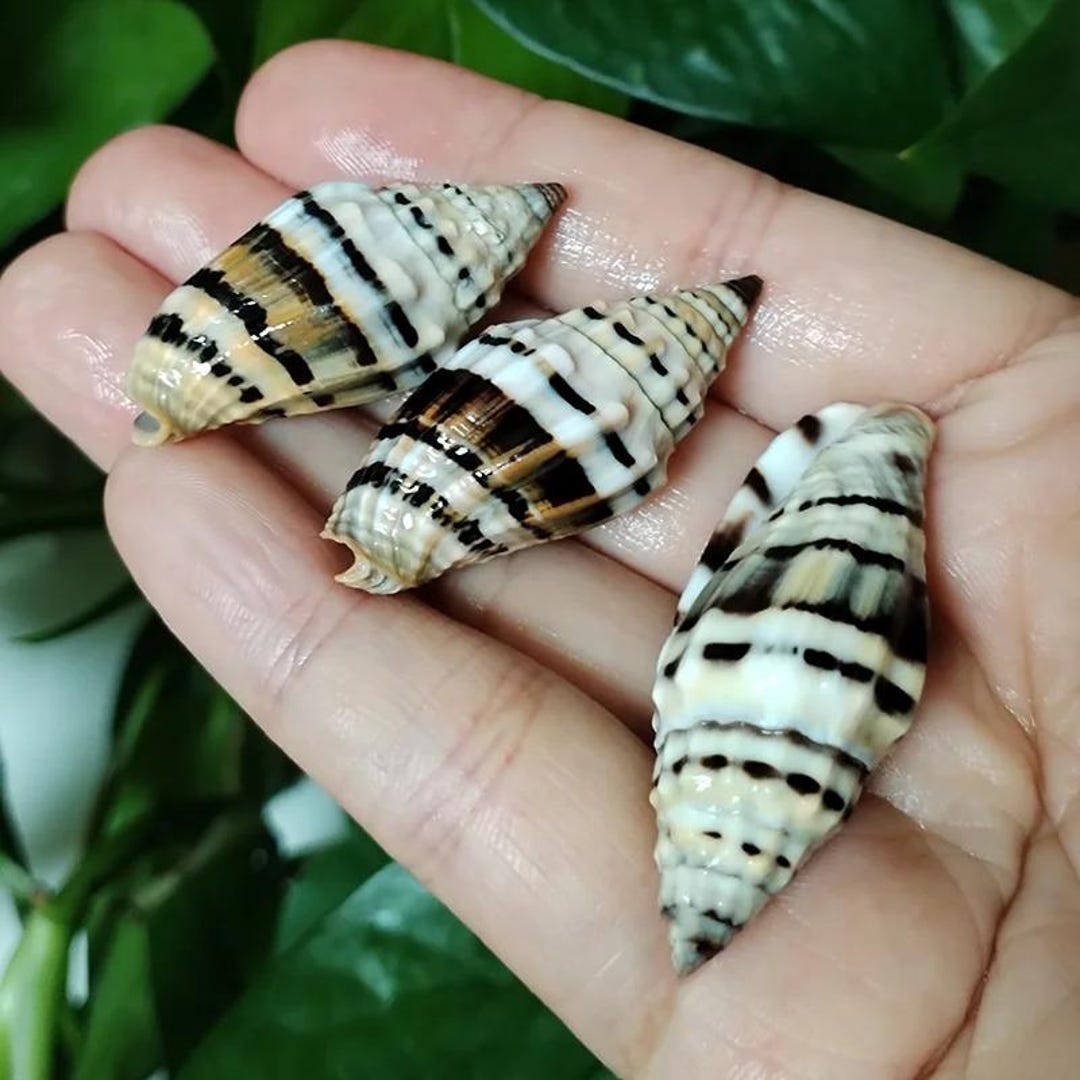 3 PCS Vexillum Plicarium Shells: Natural Plaited Miter Seashells - Etsy