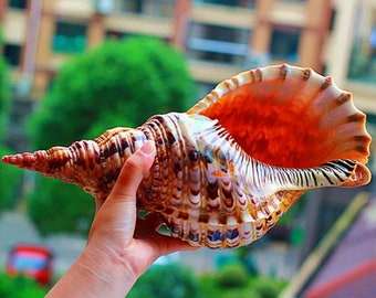AAA LARGE 15-18CM Cymbiola Nobilis Natural Seashell Home Furnishing ...