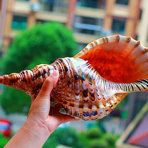 Rere Natural Conch Sea Shell Natural Decor Seashells Home - Etsy