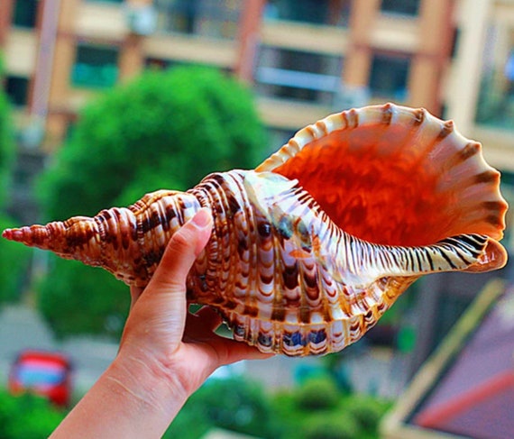 Marine Sea Decor 19-42cm Trumpet Triton Giant Conch Natural | Etsy