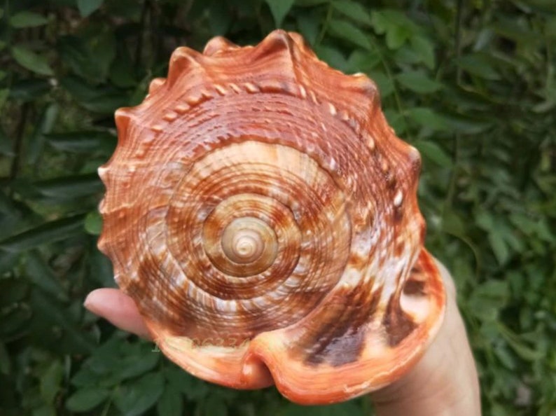 Large Natural Conch Shell: Bull's Mouth Helmet, Home Decor (11-15cm) - Etsy