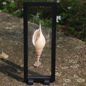 LARGE Rare Natural Conch Shells Long Snails Dafa Screw , 9-10cm Martin ...