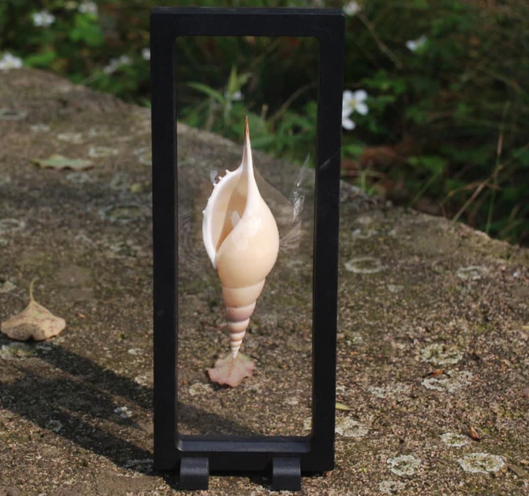 LARGE rare Natural Conch Shells Long Snails Dafa Screw | Etsy