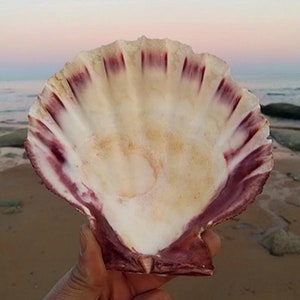 Rere Natural Conch Sea Shell, Natural Decor Seashells Home Decoration ...