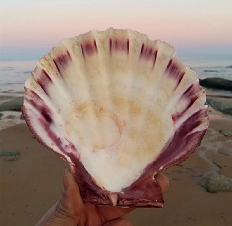 Rere Natural Conch Sea Shell Natural Decor Seashells Home - Etsy