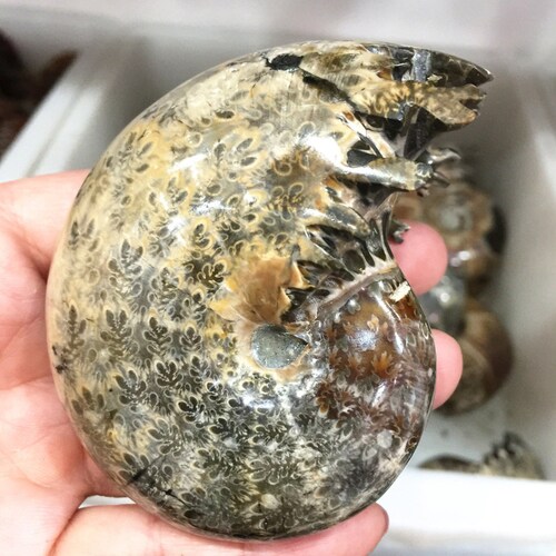 Rare Large Natural Fossil Conch Shell Craft Collection - Etsy