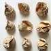Large Natural Conch Shell (11-14cm): Hermit Crab Home Decor - Etsy