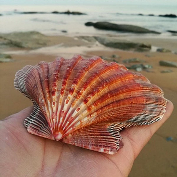 Natural Sea Shells - Etsy