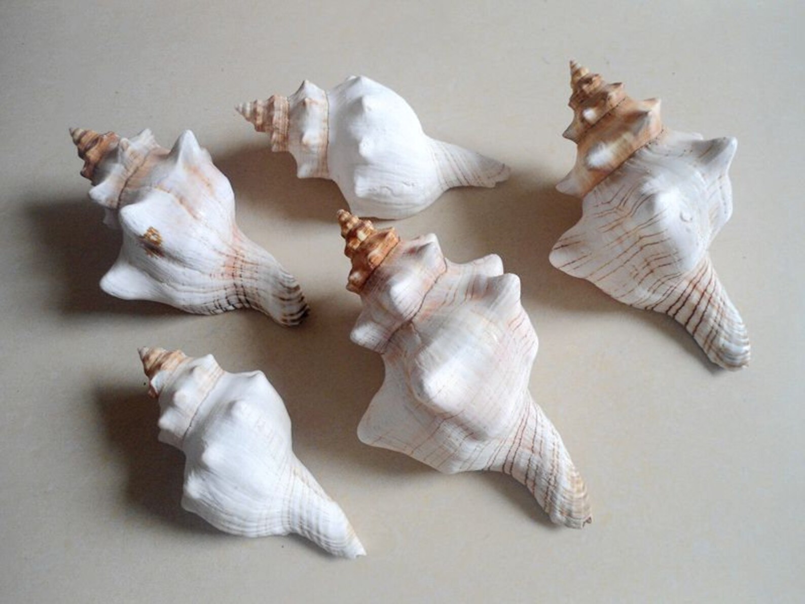 AAA LARGE Natural Winding Conch Shells Decorate Shooting Props - Etsy