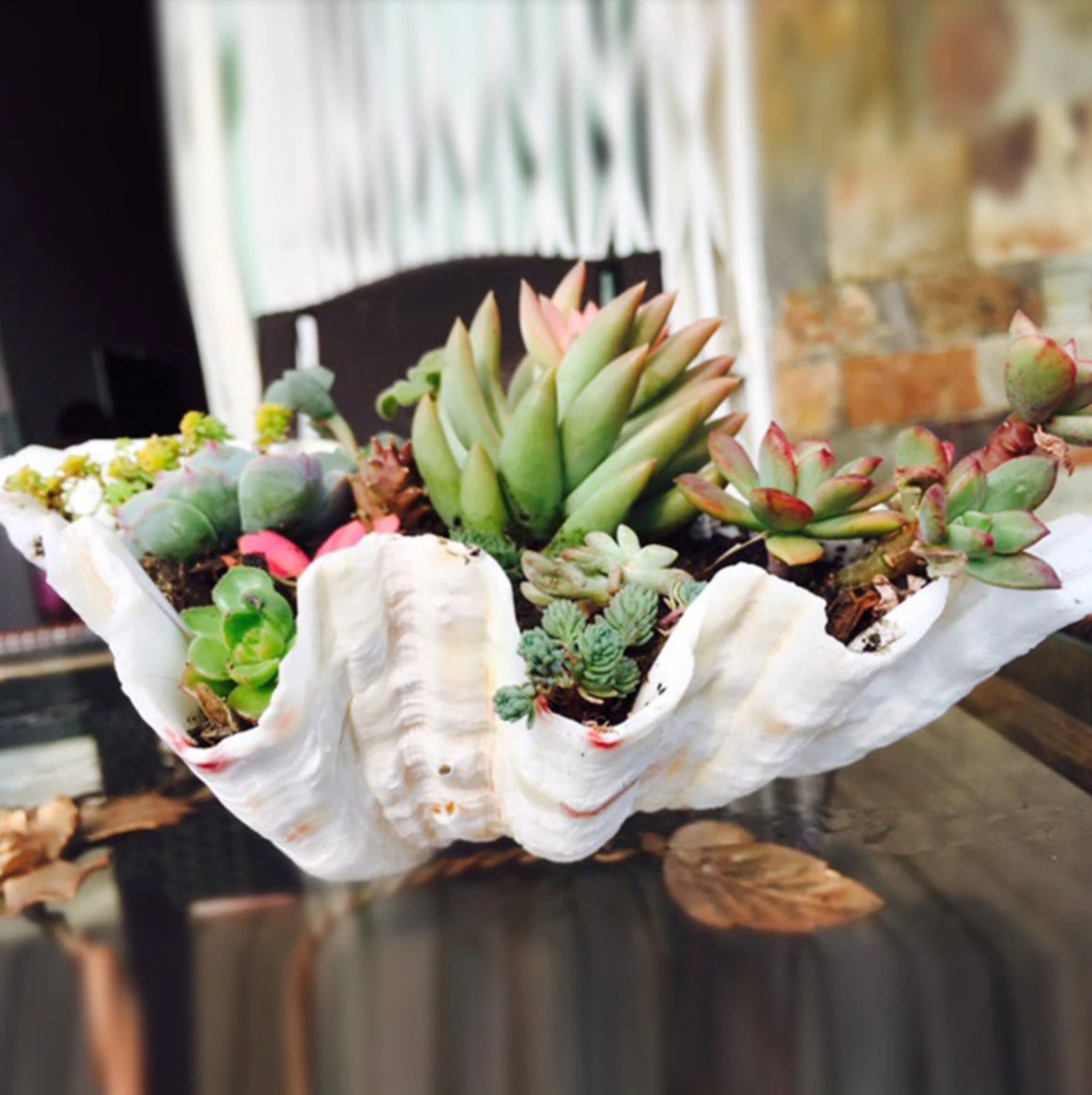 Marine Sea Decor 8-21cm Giant Clam Tridacna Big Conch Natural - Etsy